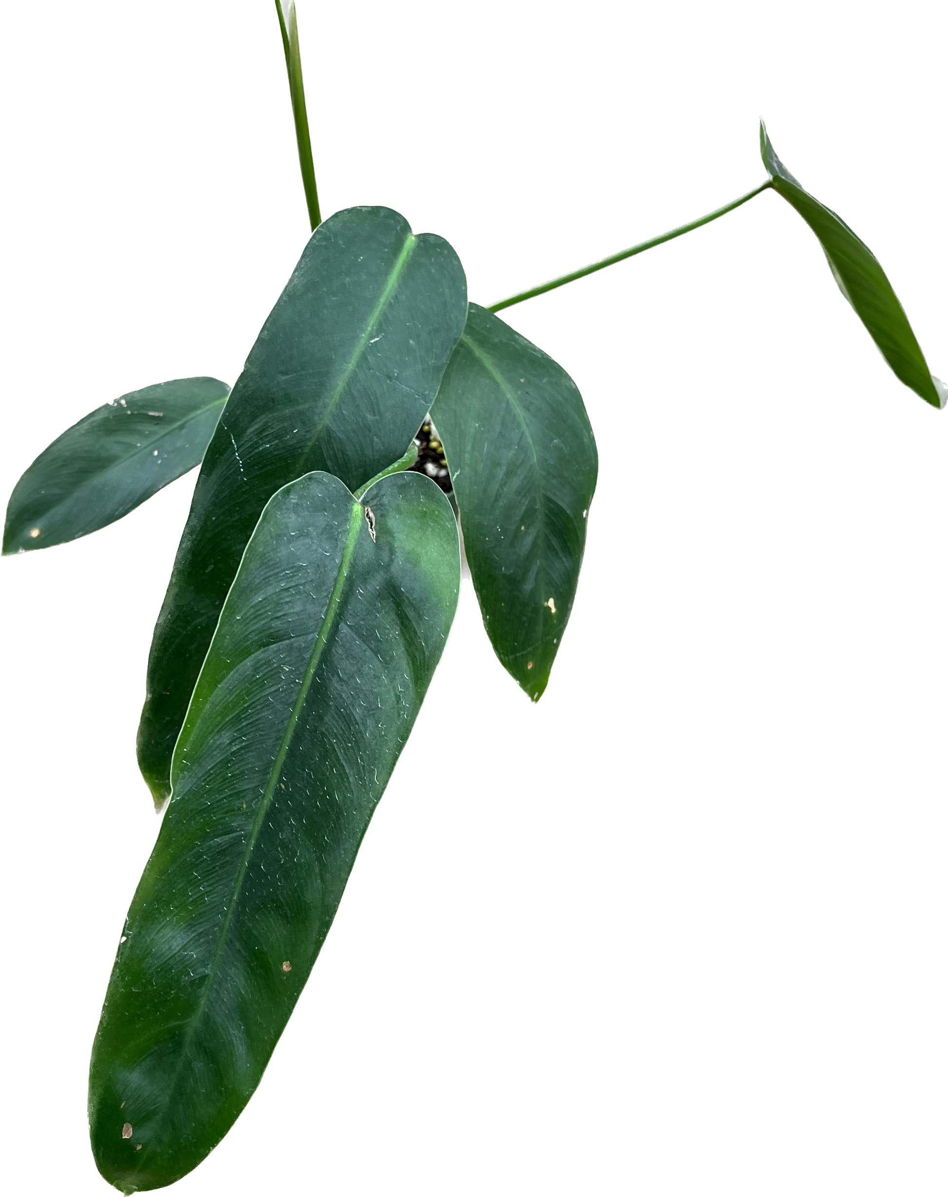 Philodendron Amazon Spirit - Rare Hybrid Aroid Plant – Moon Water ...