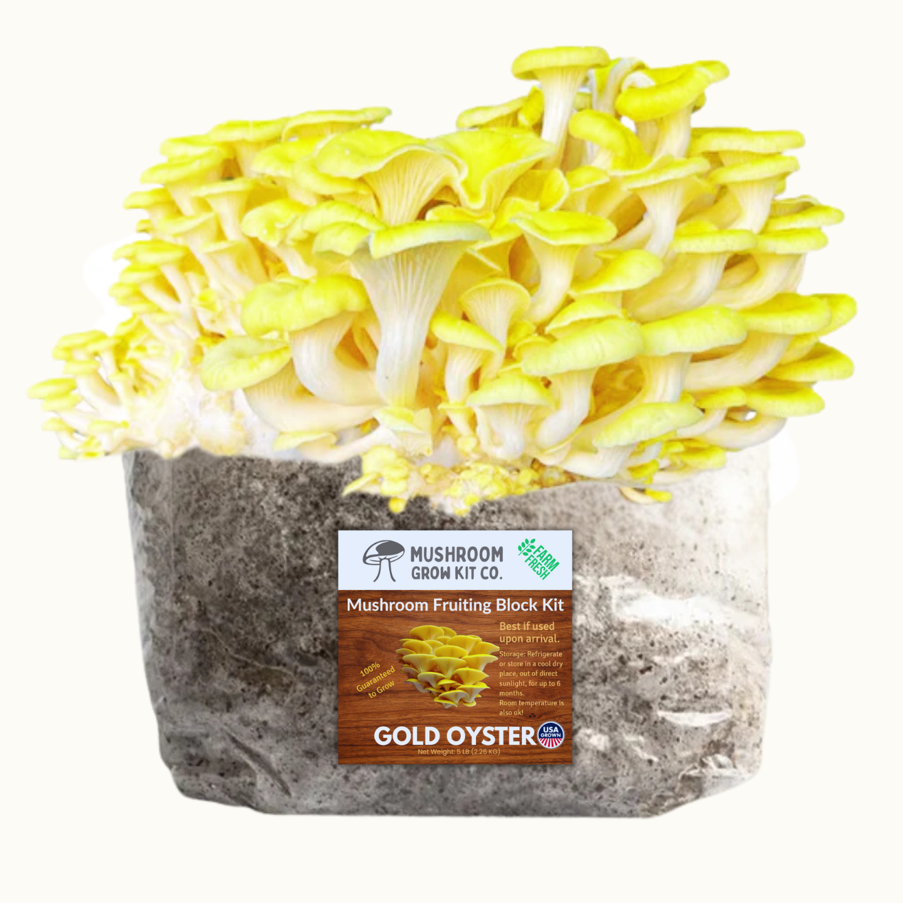 Gold Oyster Mushroom Grow Kit 5 lb | Indoor Fruiting Block – Moon Water ...
