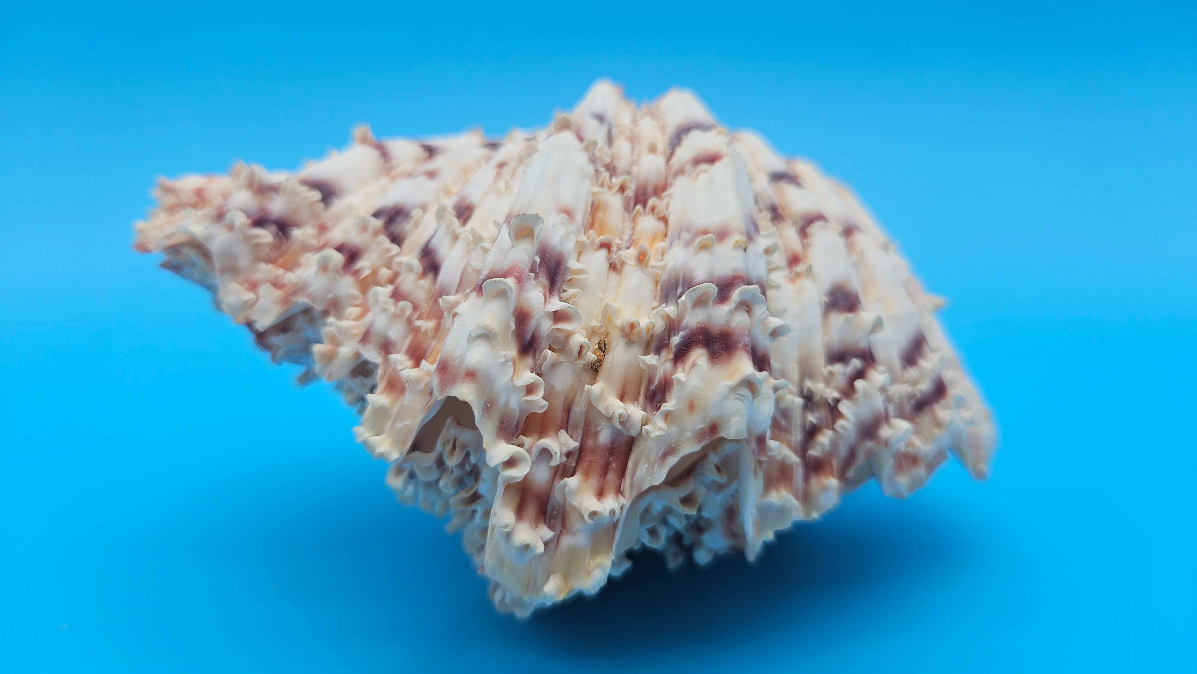 Textured Bear Paw Shell 5.6" Hippopus hippopus with Intact Knobs and B ...